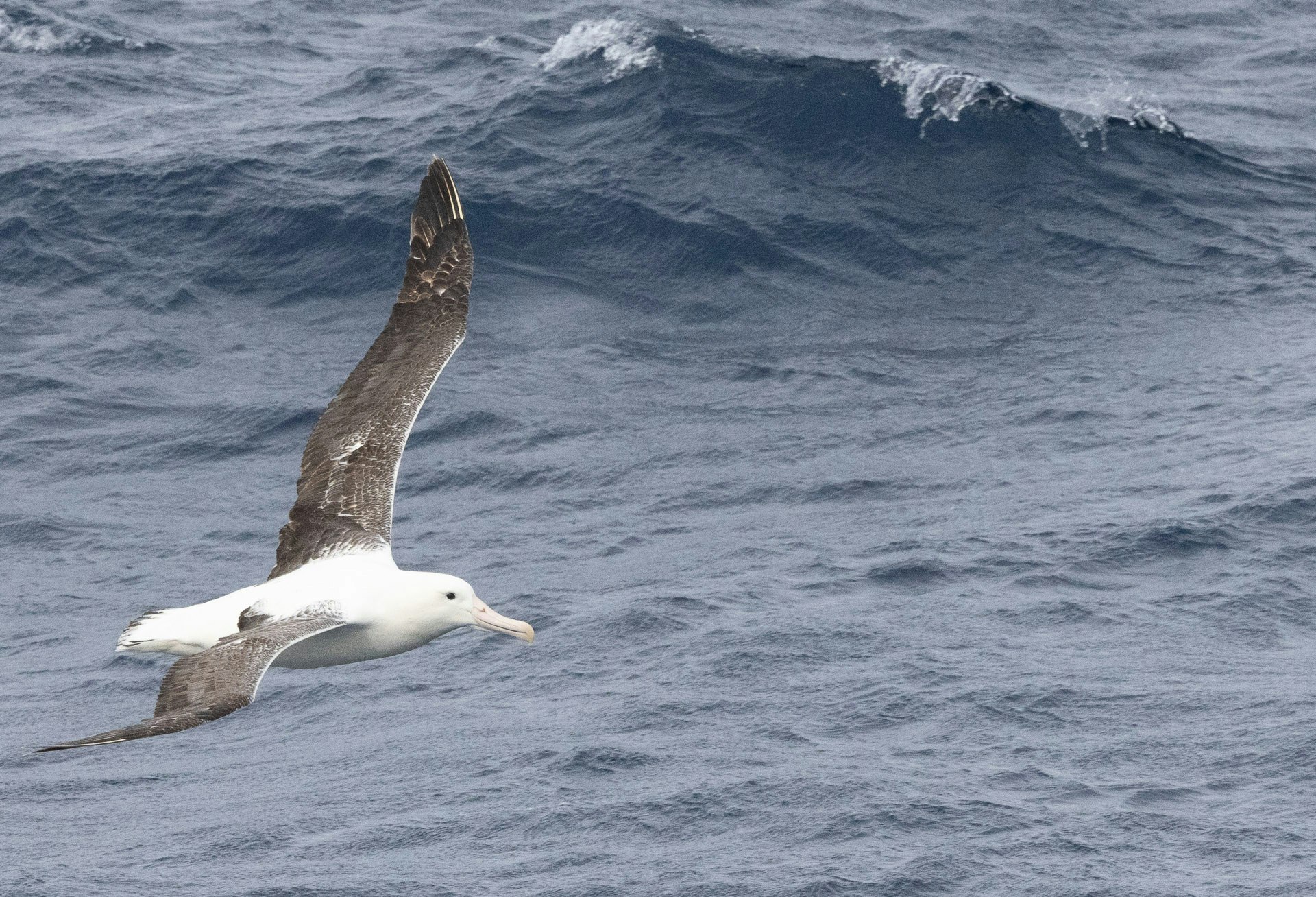Antarctic Birds - Travellers Guide For Unique Birds In Antarctica - Aurora Expeditions