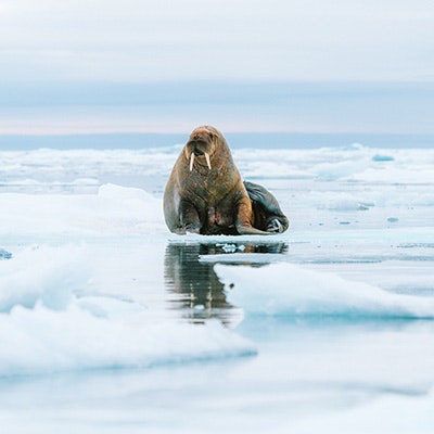 Best Swimming Animals In The World - Aurora Expeditions