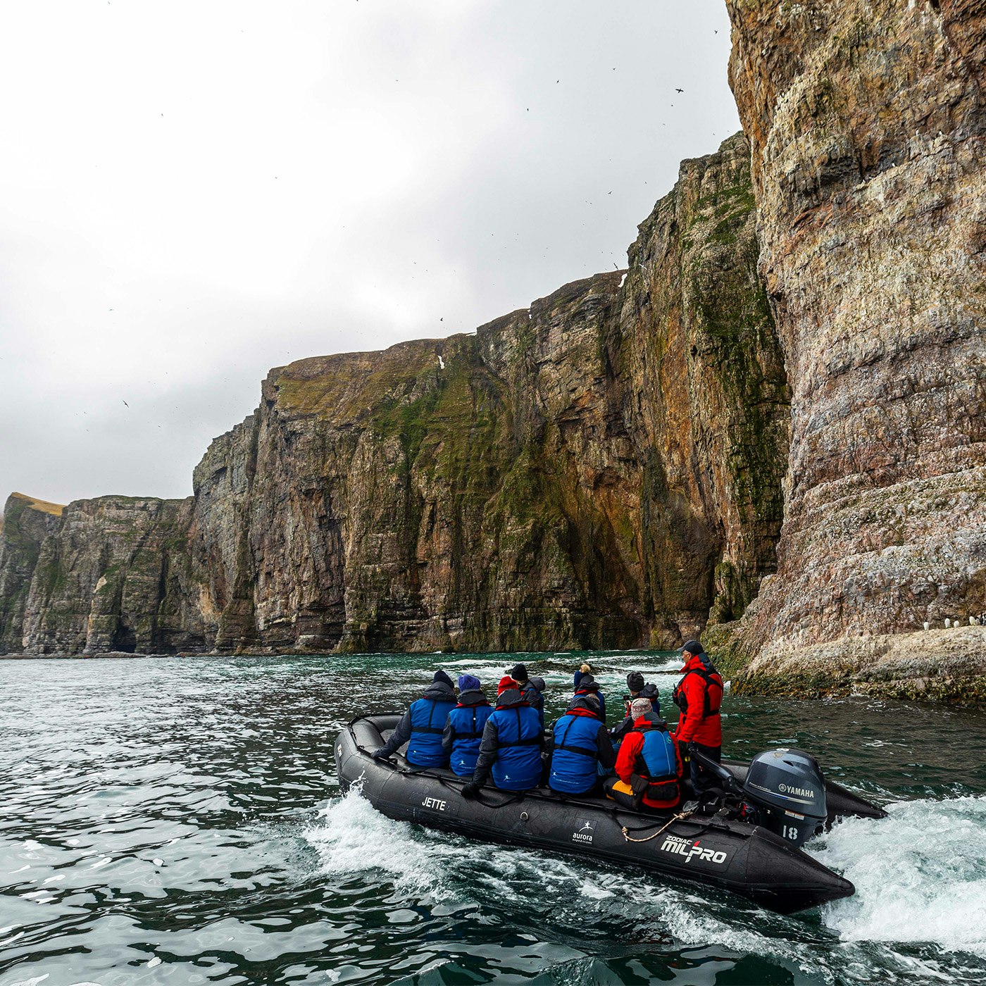 Gentoo Penguin | Antarctic Wildlife - Aurora Expeditions